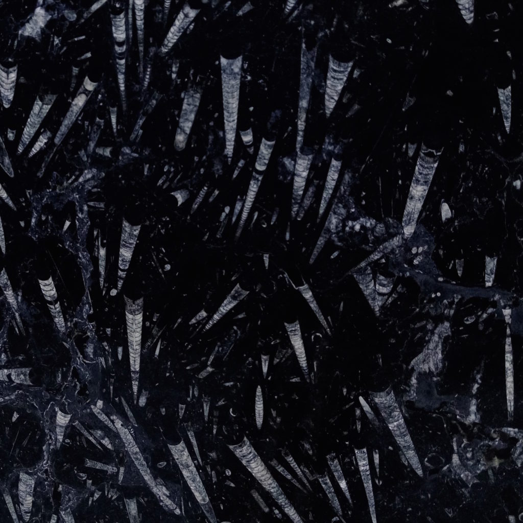 FOSSIL BLACK | Black Marble, Marble - La Fenice Marble